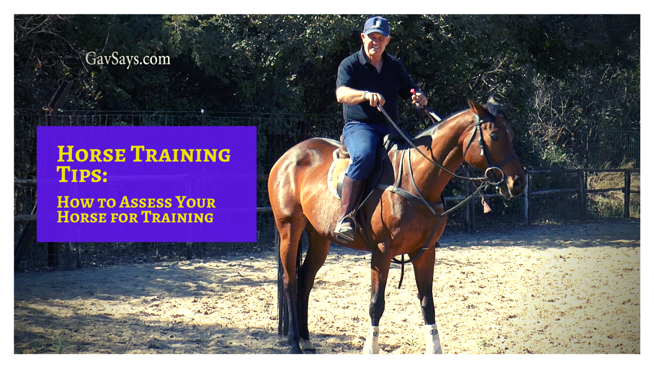 GavSays.com - Horse Training Videos & More...