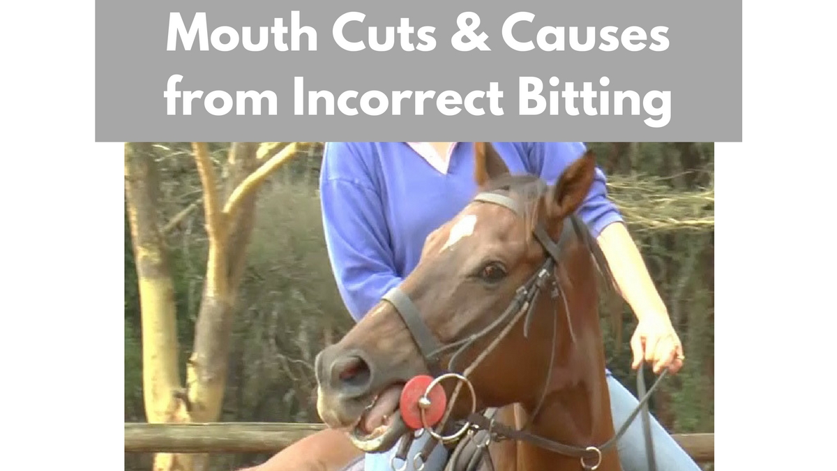 Horse Bits & Bitting - Getting it Right